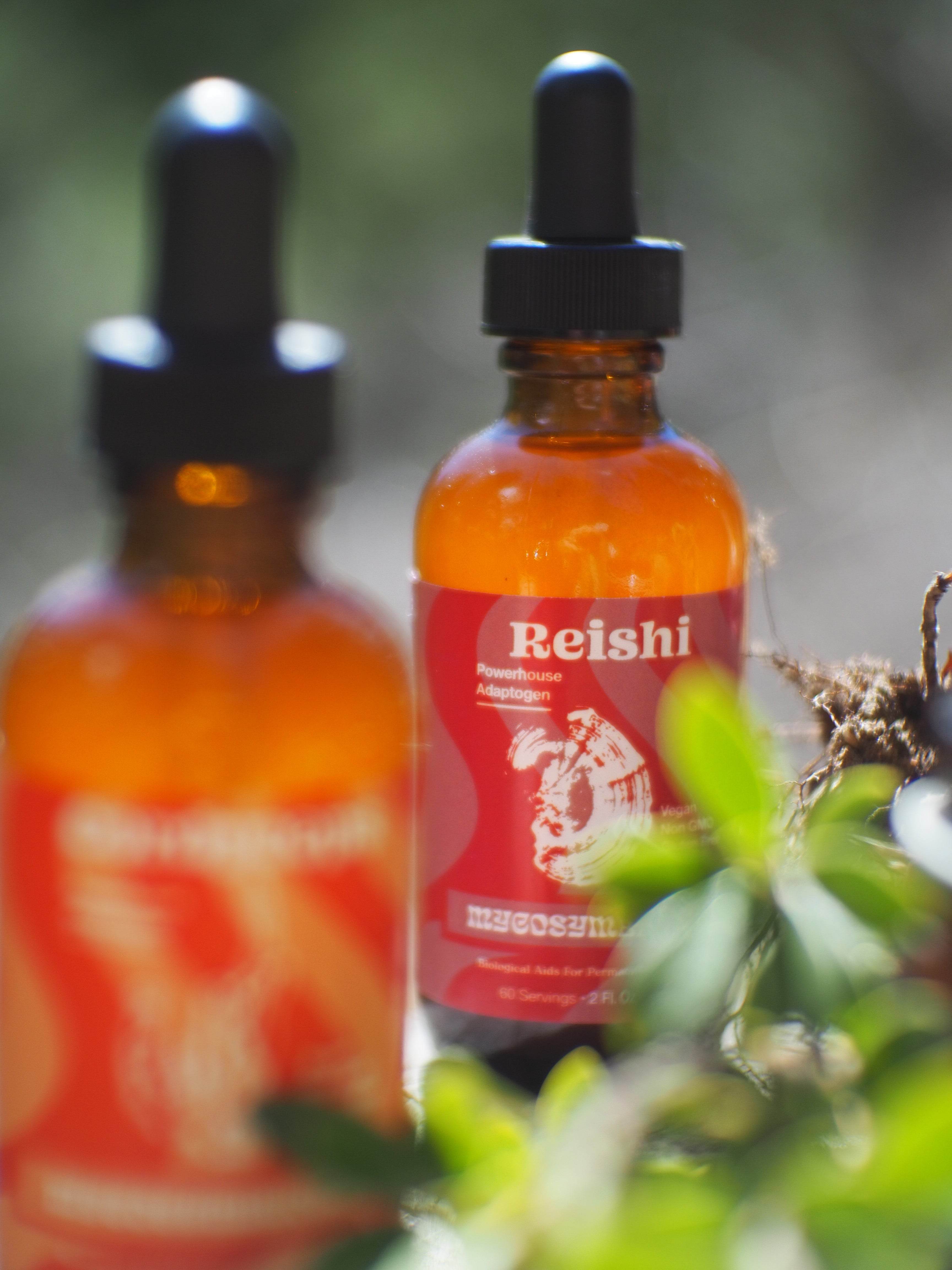 Mushroom Dual Tincture – MycoSymbiotics